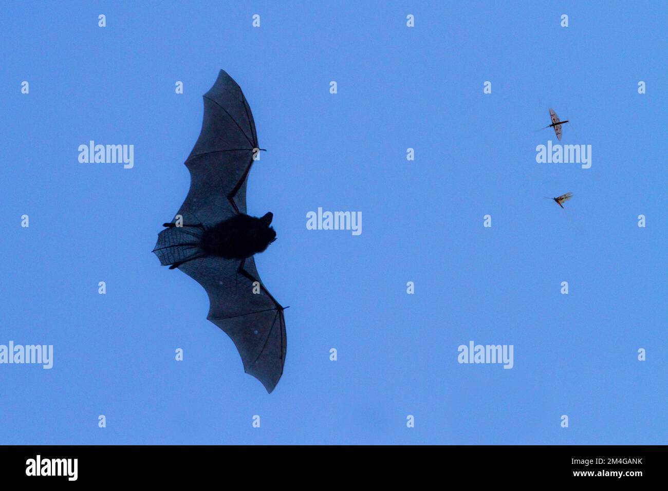 common pipistrelle (Pipistrellus pipistrellus), hunting mayflies ...