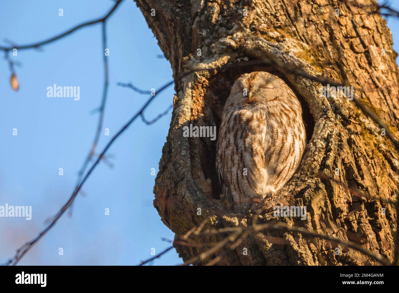Eurasian tawny owl (Strix aluco), sunbathing at the entrance of its ...
