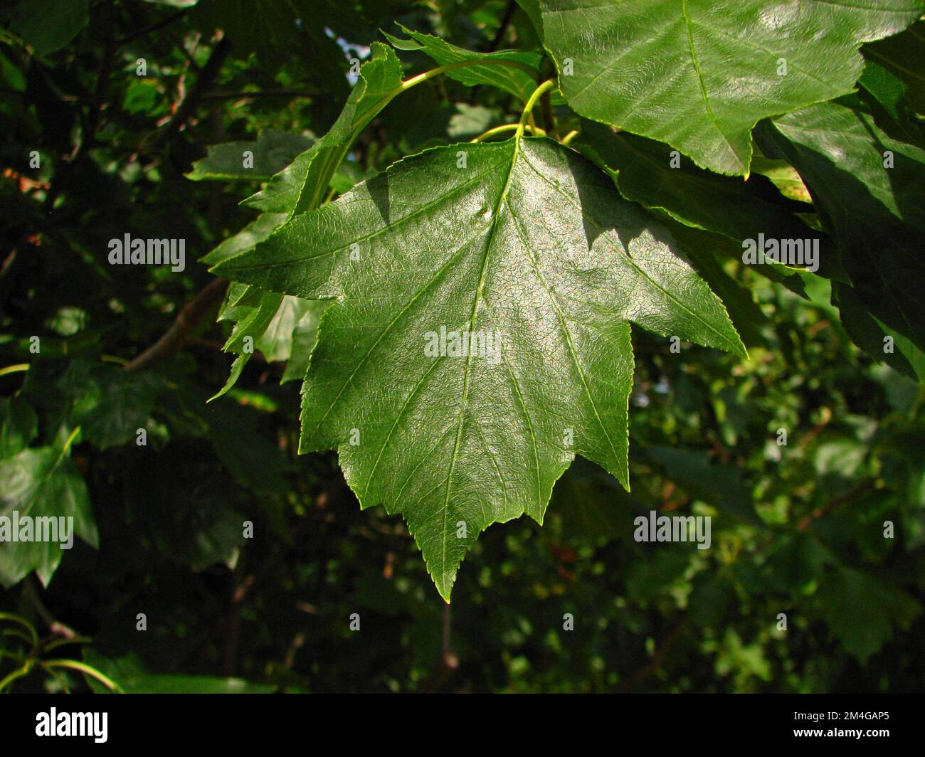 Wild Service Tree – IUJLEO