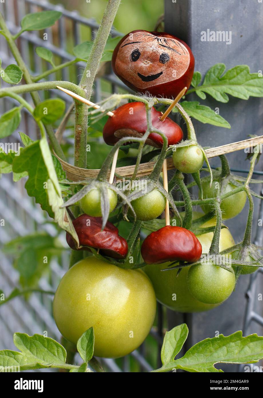Cute chestnut figure with small tomatoes in a tomato bush Stock Photo ...