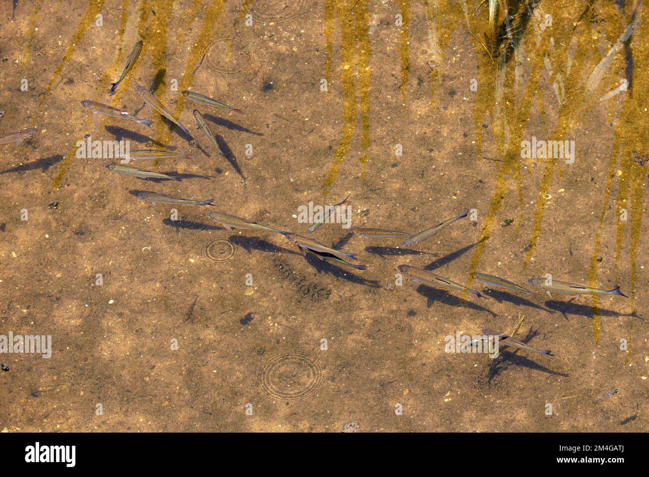 roach, Balkan roach (Rutilus rutilus, Leuciscus rutilus), school of ...