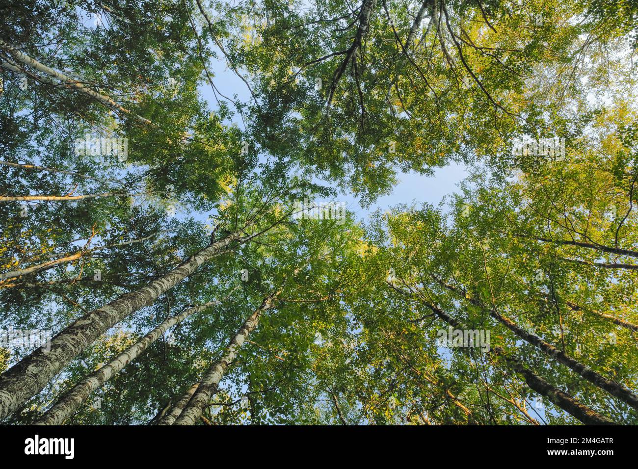 common birch, silver birch, European white birch, white birch (Betula ...