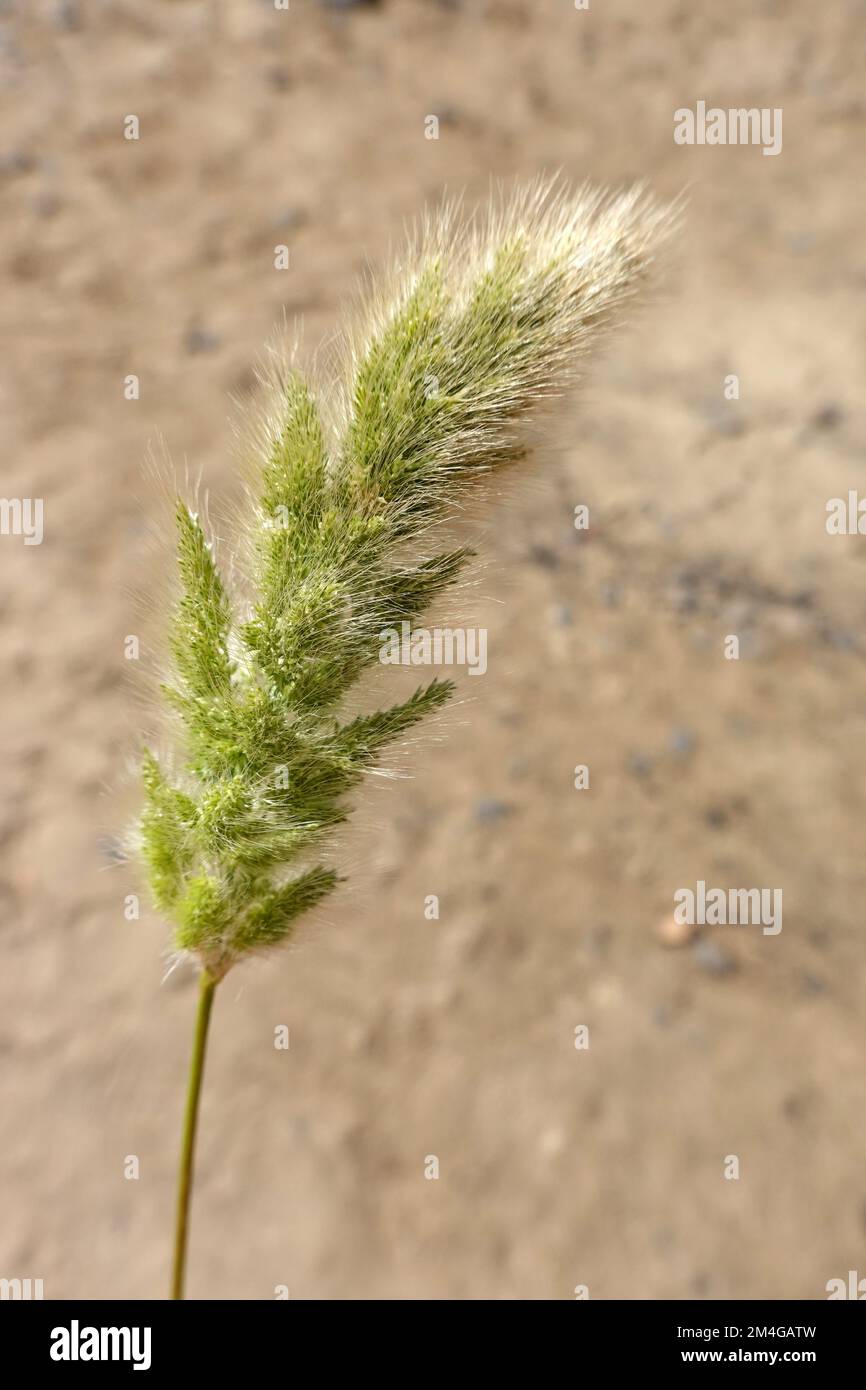 Polypogon poaceae hi-res stock photography and images - Alamy