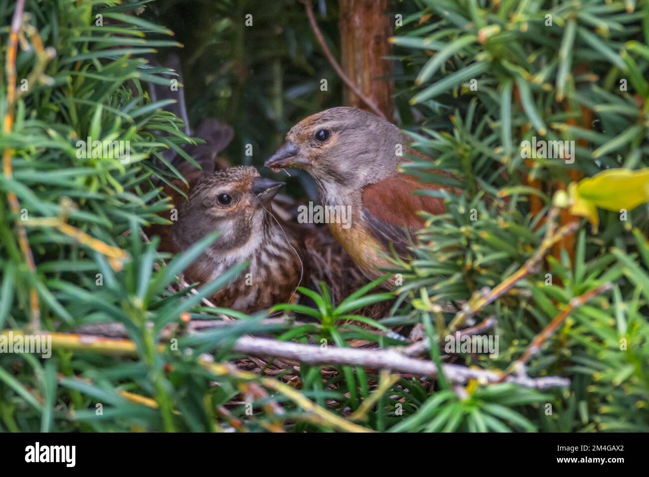 Bird yew tree hi-res stock photography and images - Alamy