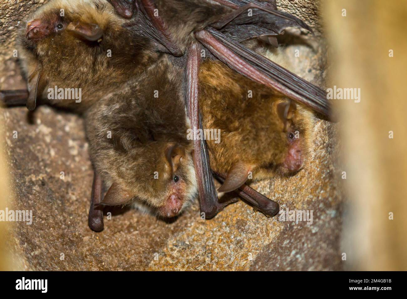Greater Mouse-eared bat, Large Mouse-Eared Bat (Myotis myotis), small ...