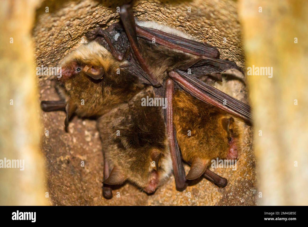 Greater Mouse-eared bat, Large Mouse-Eared Bat (Myotis myotis), small ...