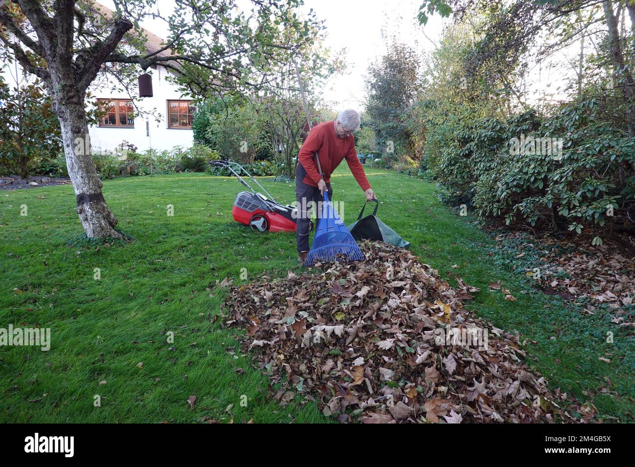 man raking leaves before the last lawn cut, Germany Stock Photo - Alamy