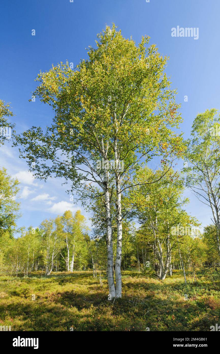 common birch, silver birch, European white birch, white birch (Betula ...