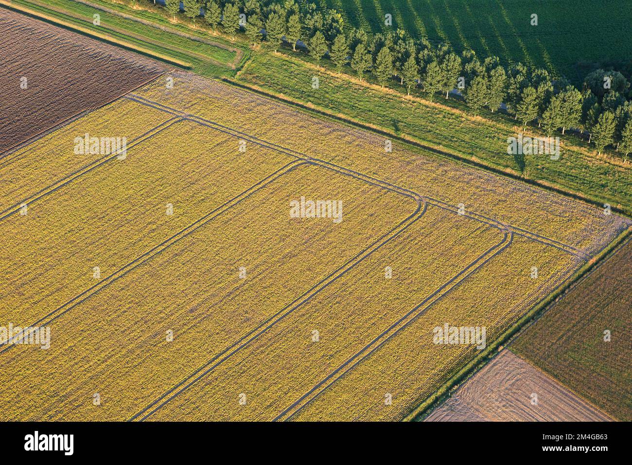 Field scenery at the Hedwigepolder, aerial view, Belgium, Antwerp Stock ...