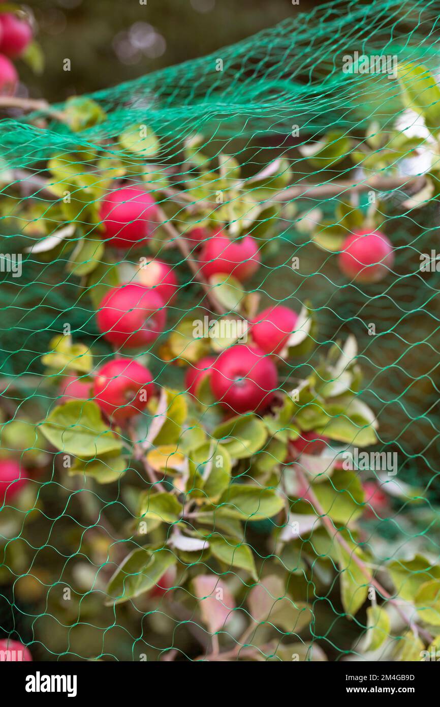 bird protective net over an apple tree with ripe red apples, Germany ...