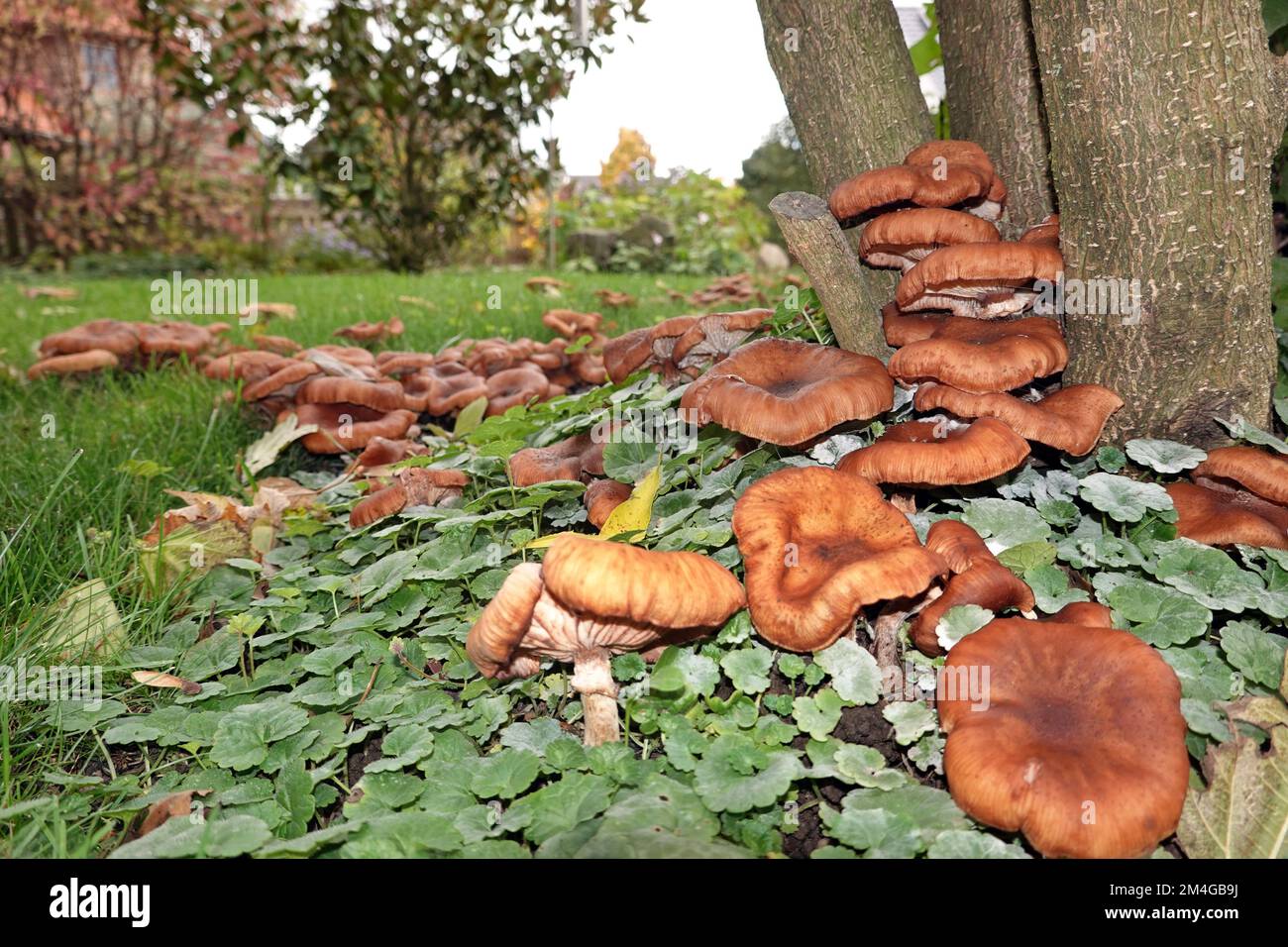 honey fungus (Armillaria mellea agg.), fruiting bodies in the garden in ...