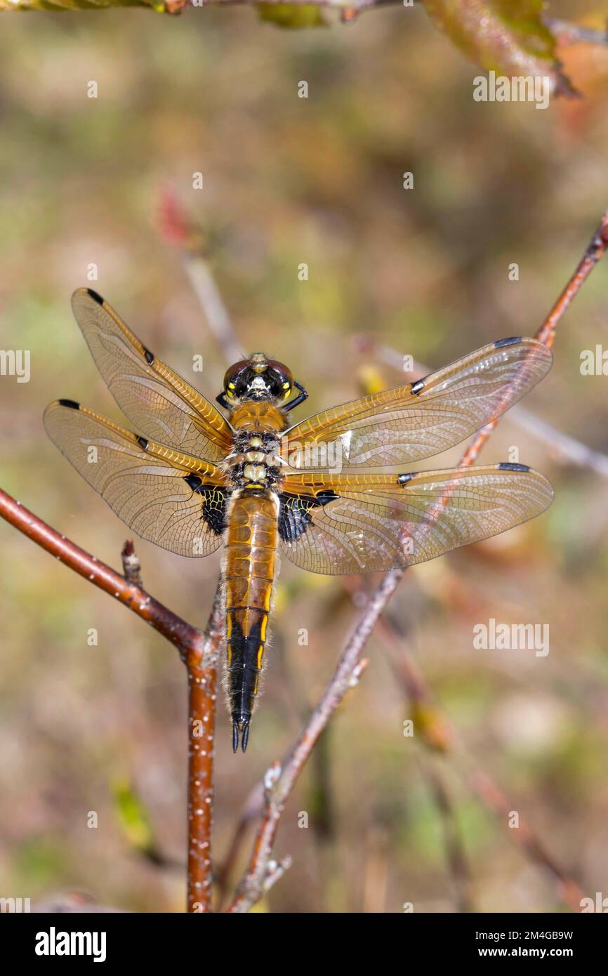 four-spotted libellula, four-spotted chaser, four spot (Libellula ...