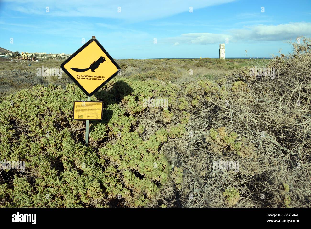 barbary ground squirrel, North African ground squirrel (Atlantoxerus ...