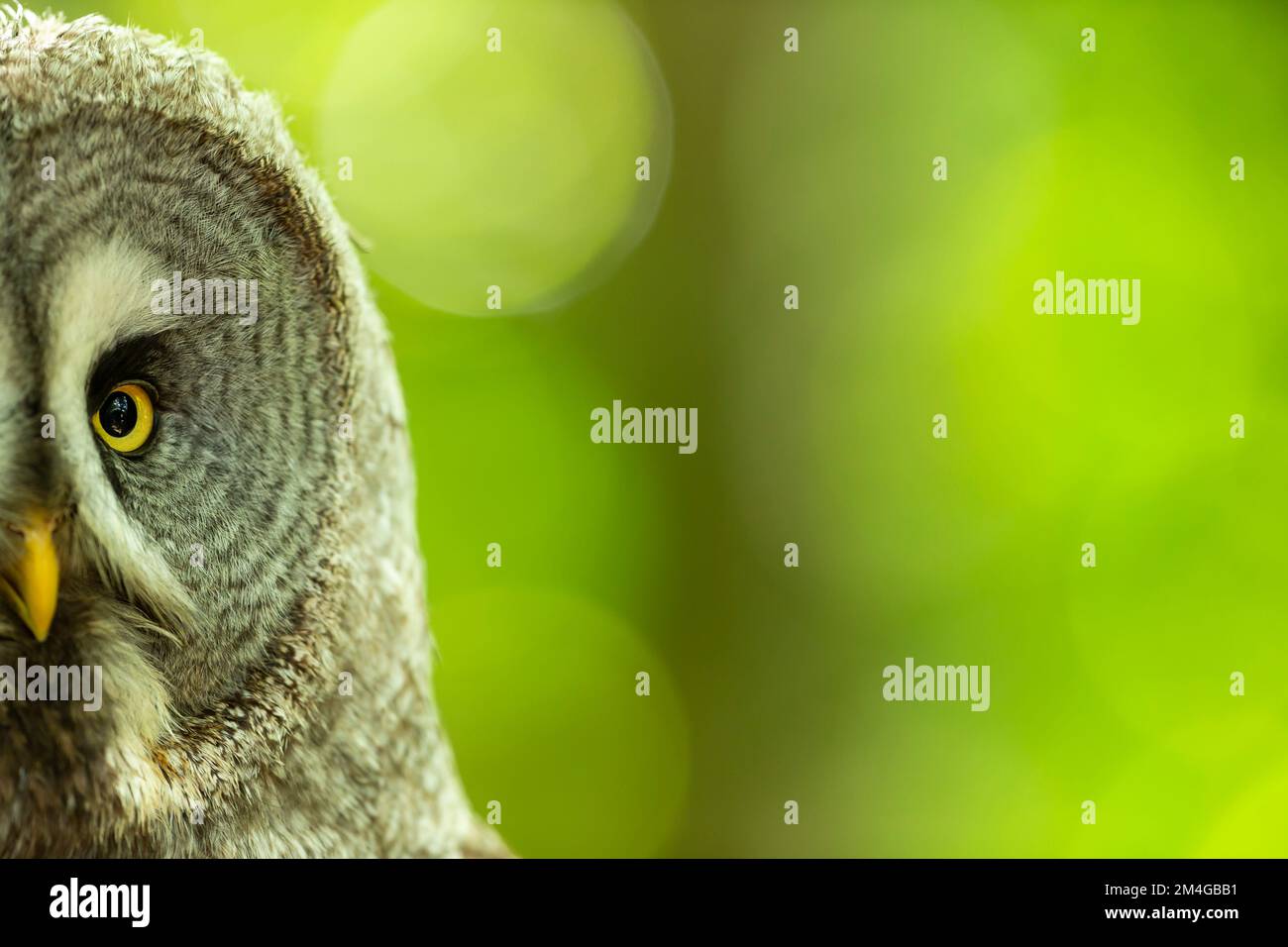 Great grey owl Strix nebulosa (captive), adult male portrait, Hawk ...