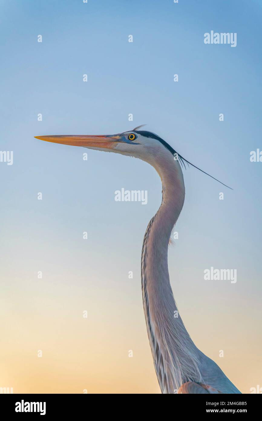 Great blue heron close-up against the clear sunset sky in Destin ...