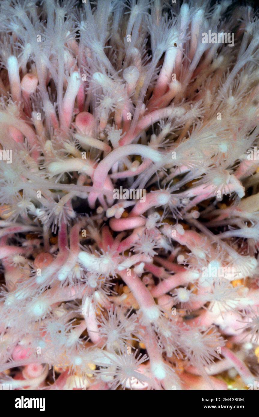 snailfur, snail fur (Hydractinia echinata), at the shell edge of a ...