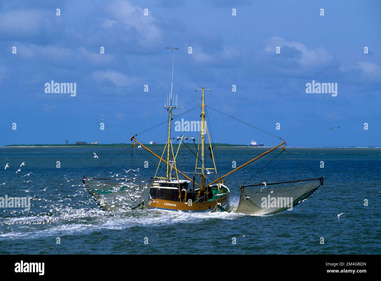 Common shrimp, Common European shrimp, brown shrimp (Crangon crangon ...