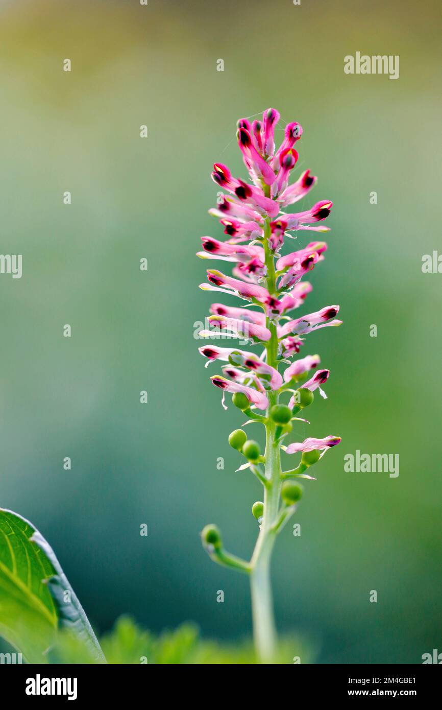 common fumitory, drug fumitory (Fumaria officinalis), inflorescence ...