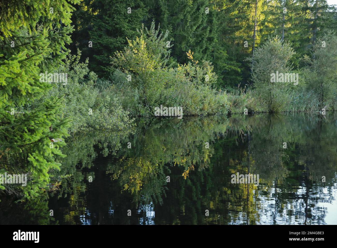 Forest on lake shorereflecting on moor pond Etang de la Gruere ...