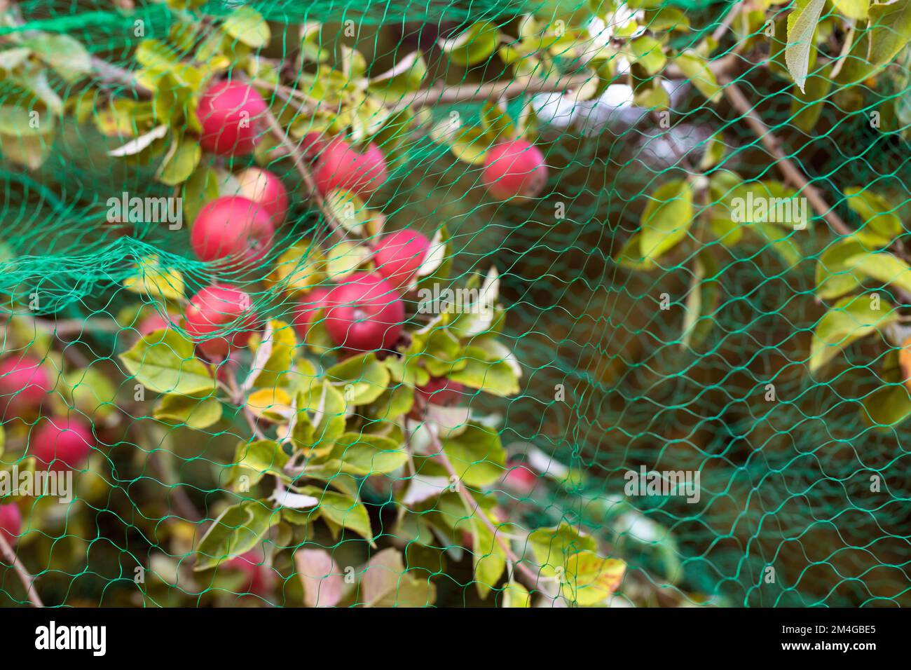 Net over fruit tree hi-res stock photography and images - Alamy