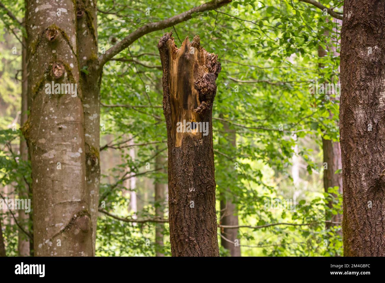 woodpecker Cave in a dead tree trunk in a deciduous forest, Germany ...