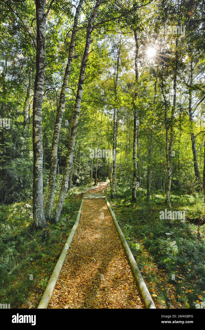 forest path in a birch forest of a highmoor near Les Ponts-de-Martel ...