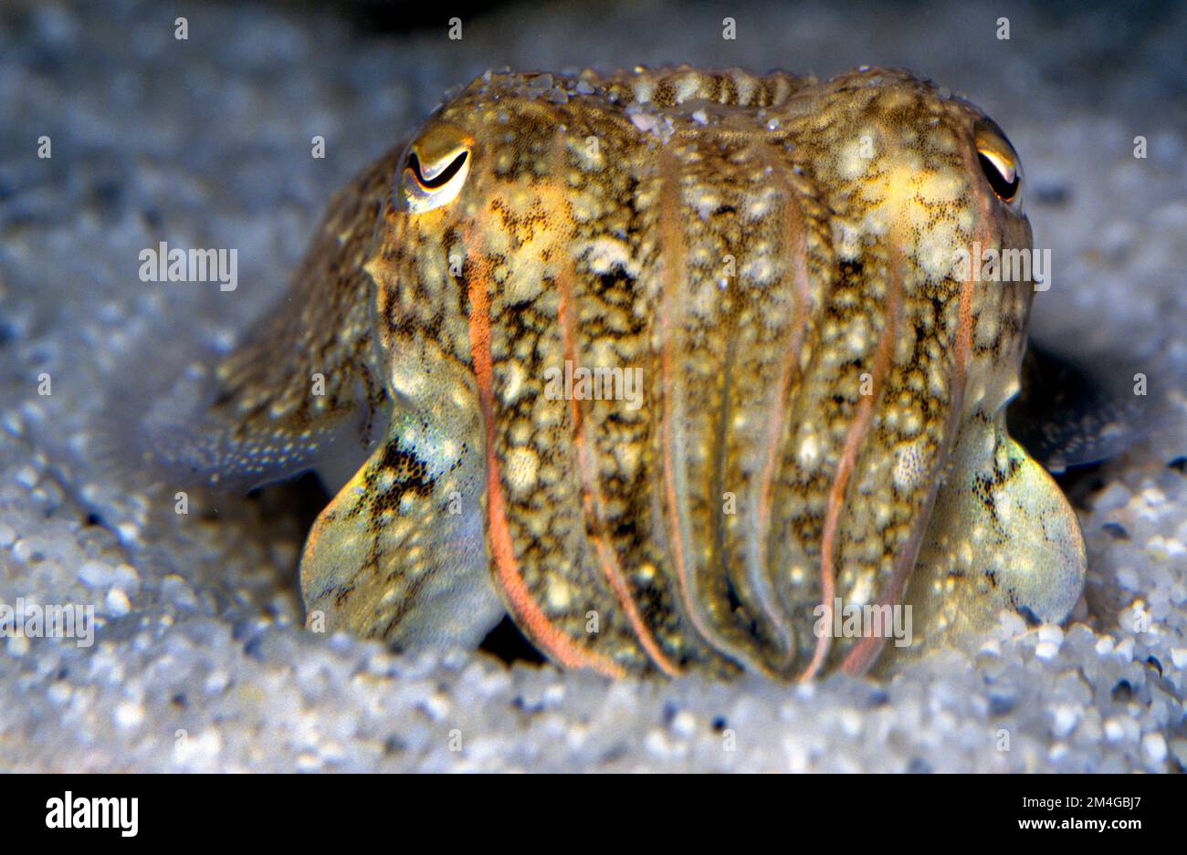 common cuttlefish (Sepia officinalis), at the bottom, front view Stock ...