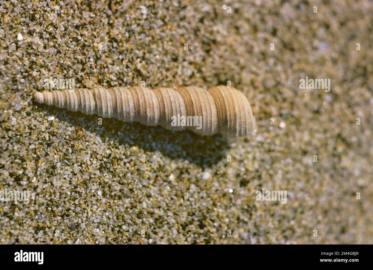 Common screw shell hi-res stock photography and images - Alamy