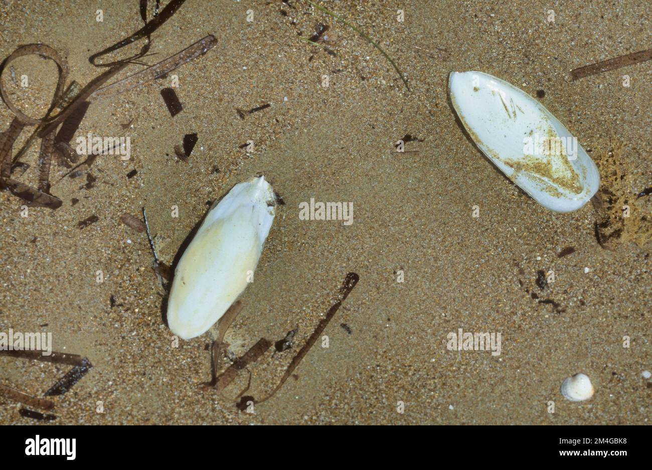 common cuttlefish (Sepia officinalis), cuttlebones washed up on the ...