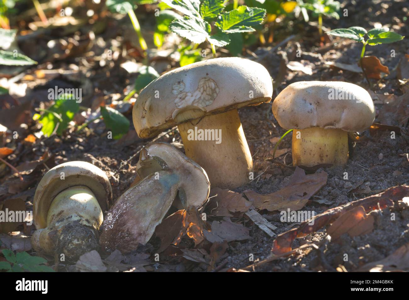 rooting bolete (Boletus radicans, Caloboletus radicans, Boletus albidus ...