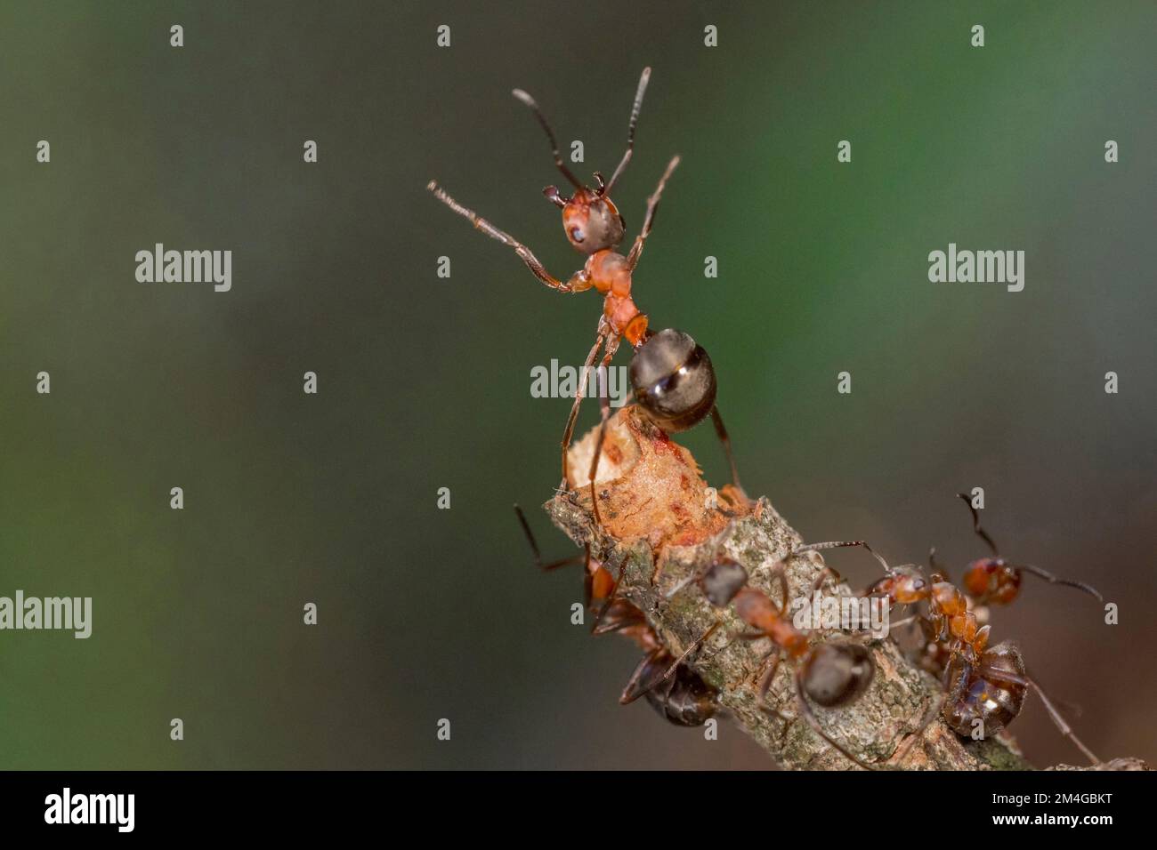wood ant (Formica rufa), an ant stretches, raises its legs, threatens ...