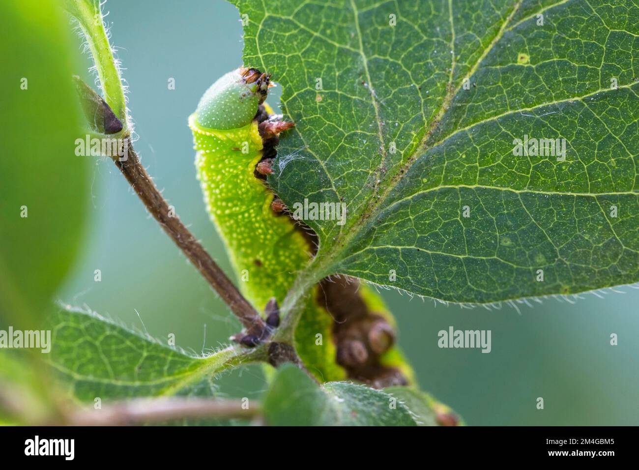 Broad-bordered bee hawk-moth, Broad-bordered bee hawkmoth (Hemaris ...