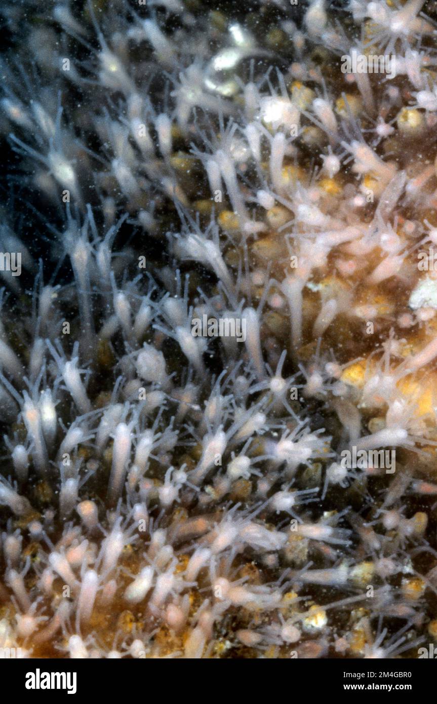 snailfur, snail fur (Hydractinia echinata), at the shell edge of a ...