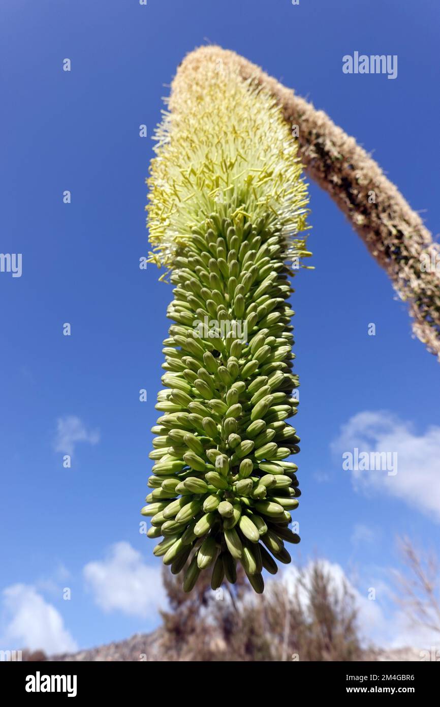 foxtail agave, spineless century plant (Agave attenuata), inflorescence ...