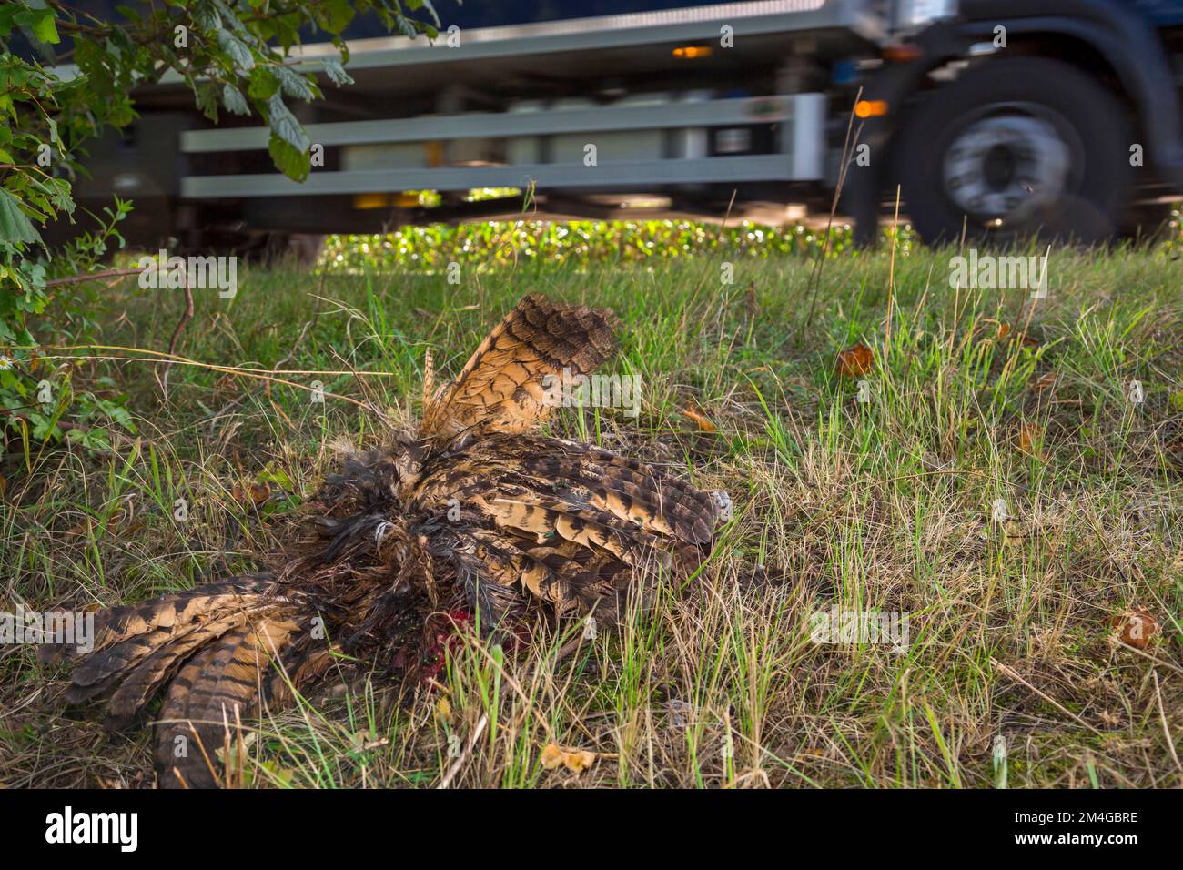northern eagle owl (Bubo bubo), lying dead on the side of the road ...