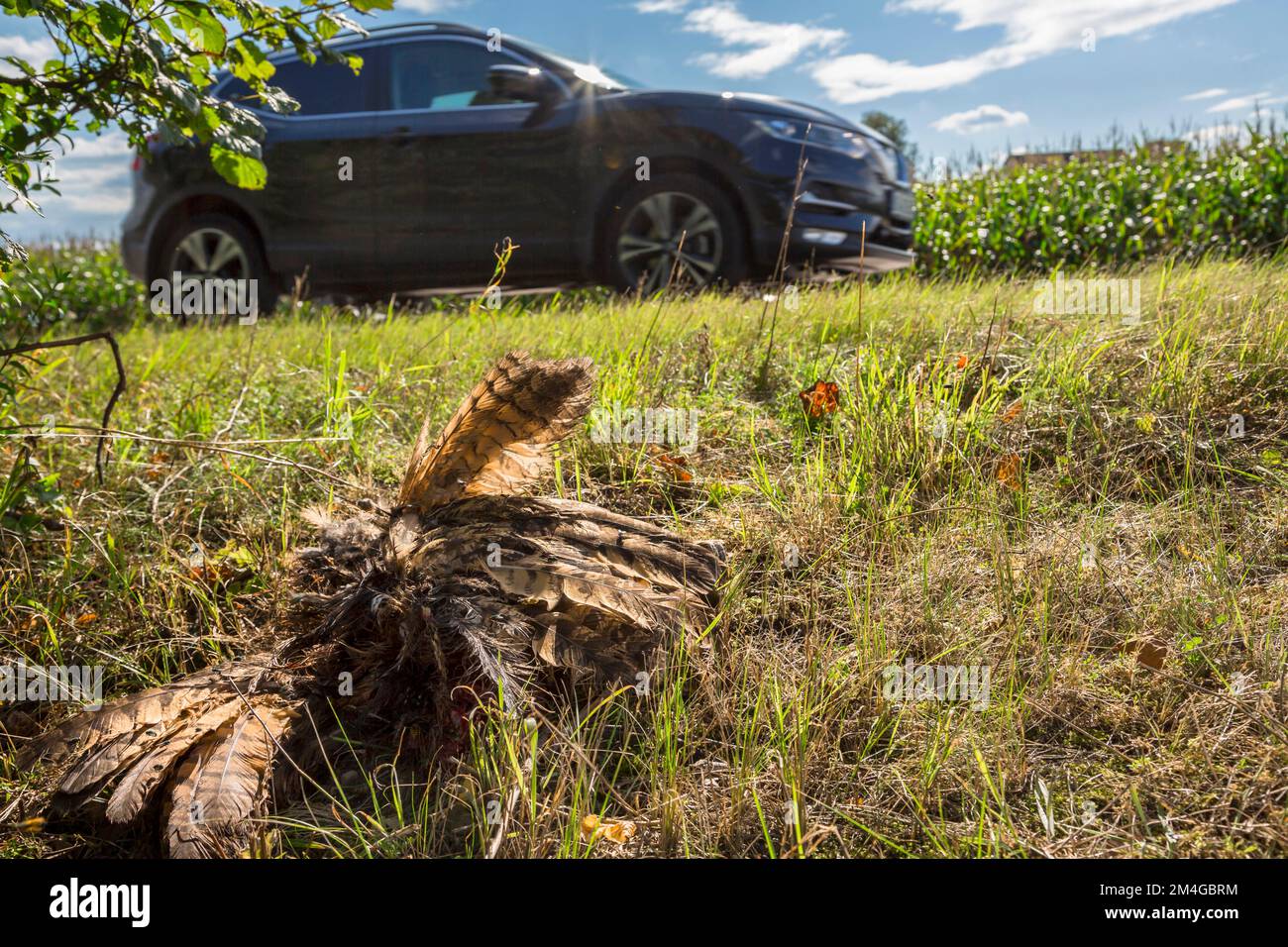 northern eagle owl (Bubo bubo), lying dead on the side of the road ...