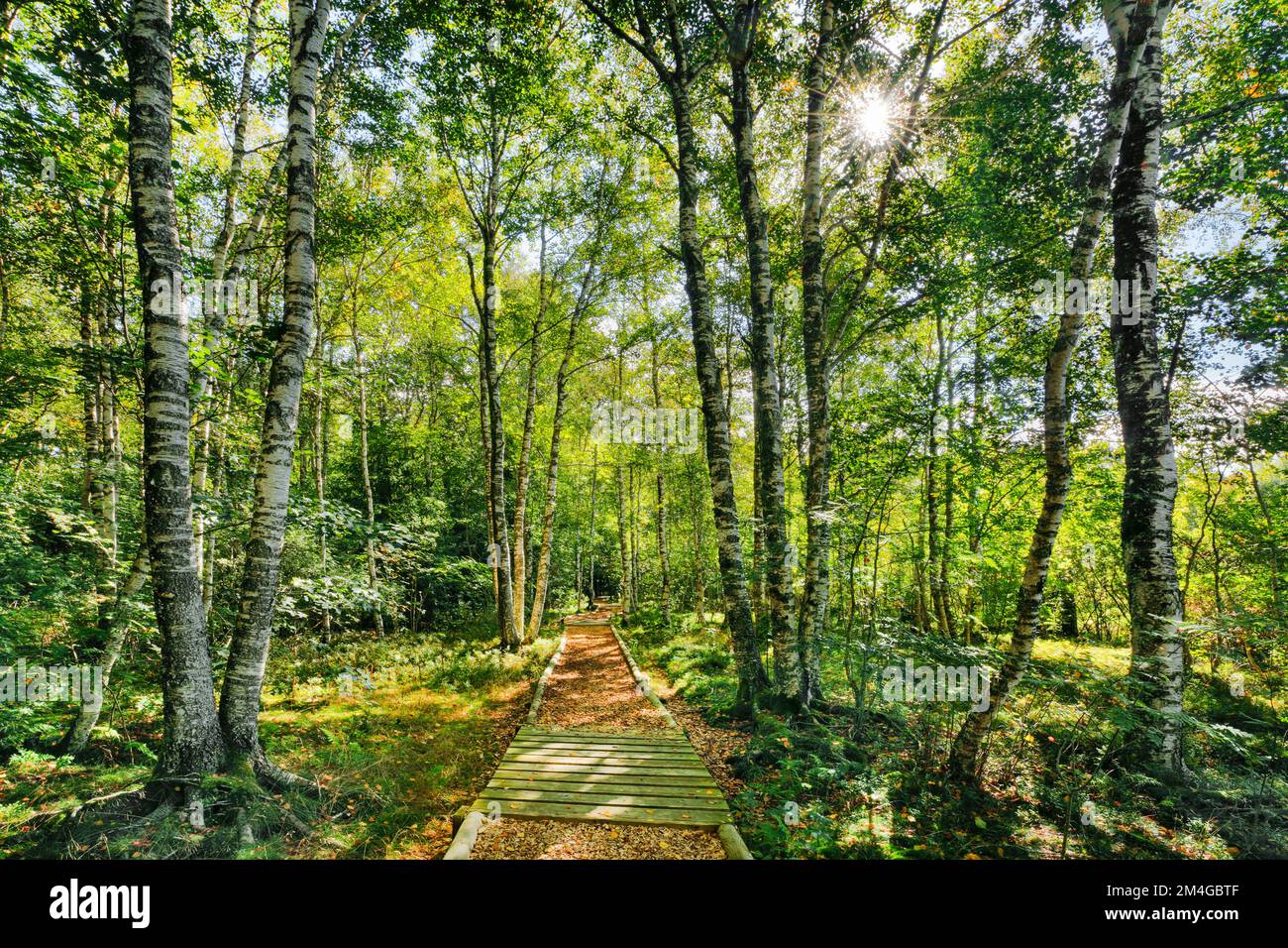 forest path in a birch forest of a highmoor near Les Ponts-de-Martel ...