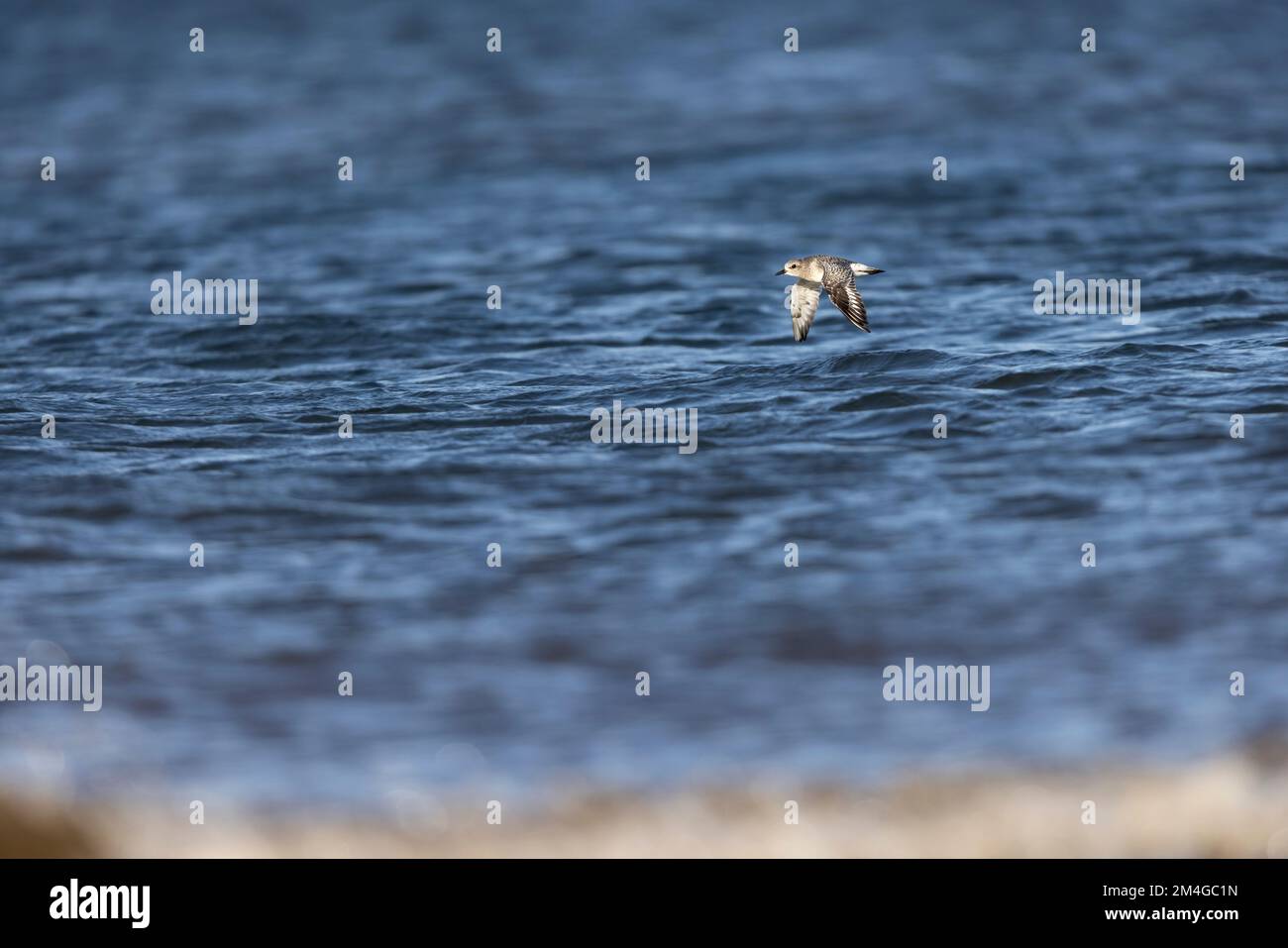 Grey plover Pluvialis squatarola, adult in flight over ocean, Titchwell ...