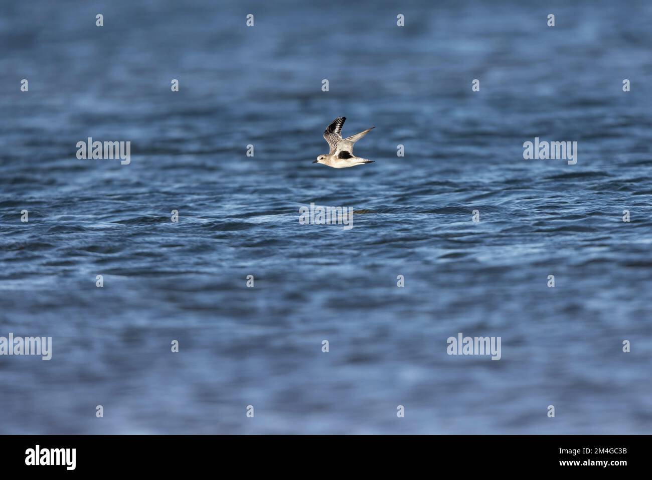 Grey plover Pluvialis squatarola, adult in flight over ocean, Titchwell ...