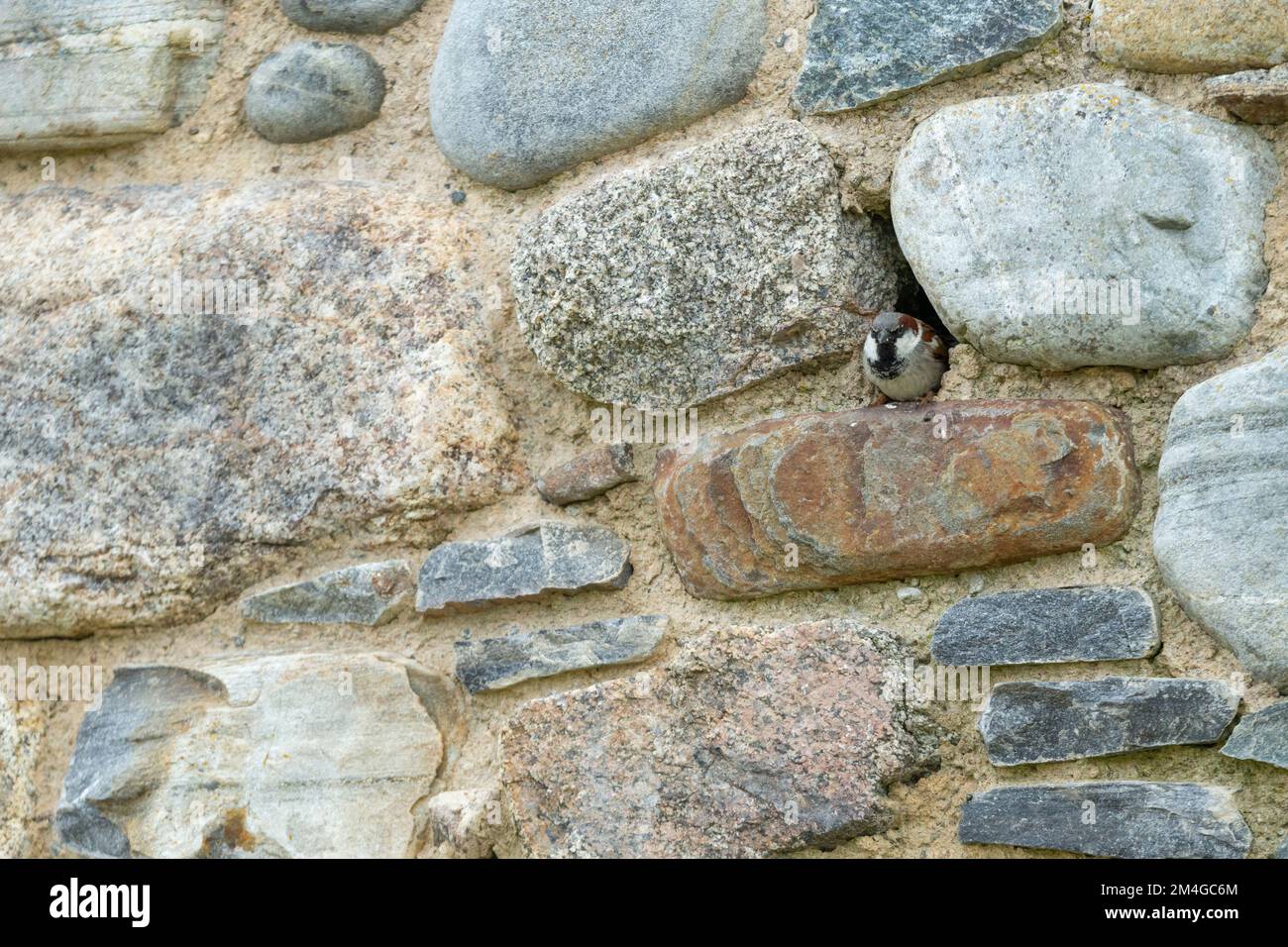 House sparrow Passer domesticus, adult male peeking from nest hole ...