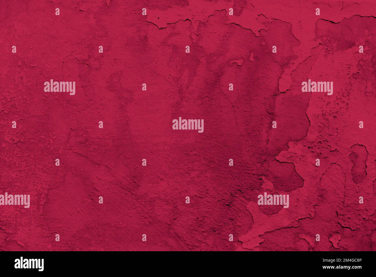 Viva Magenta color of the year 2023. Grunge wall background toned of ...