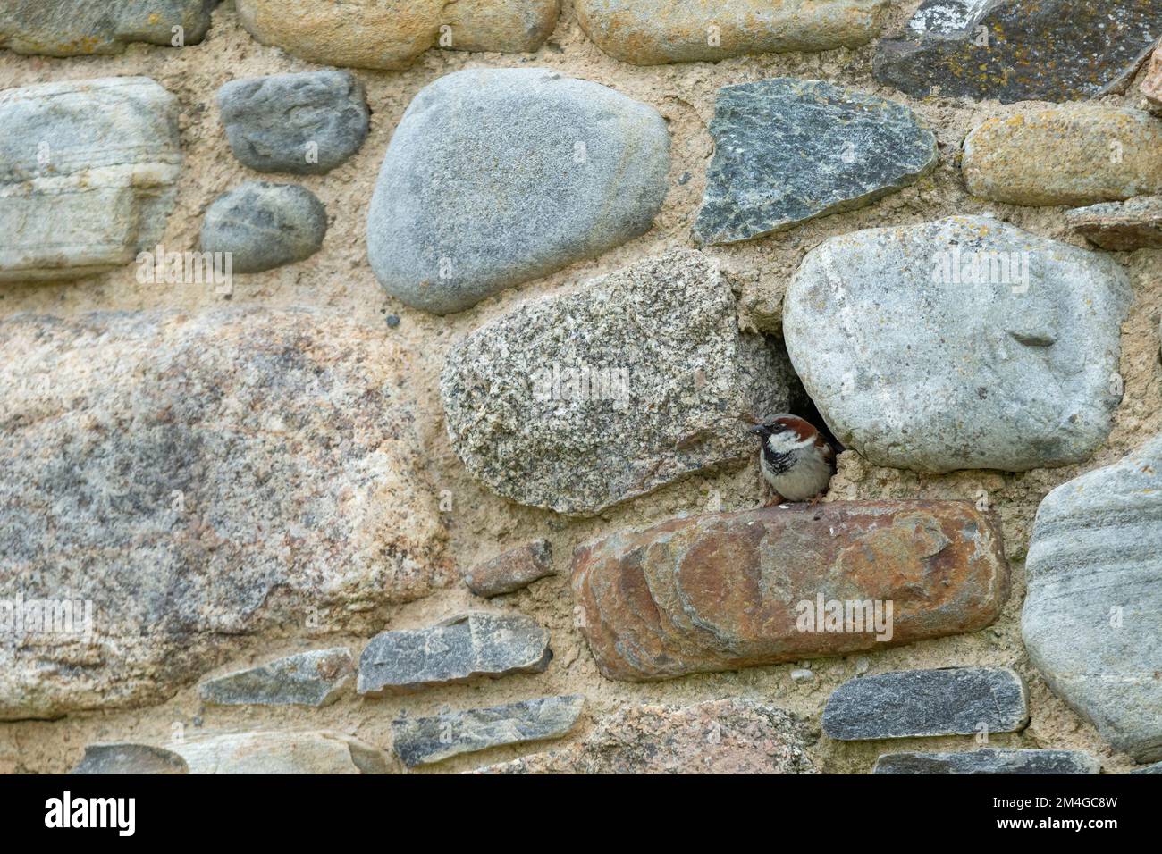 House sparrow Passer domesticus, adult male peeking from nest hole ...