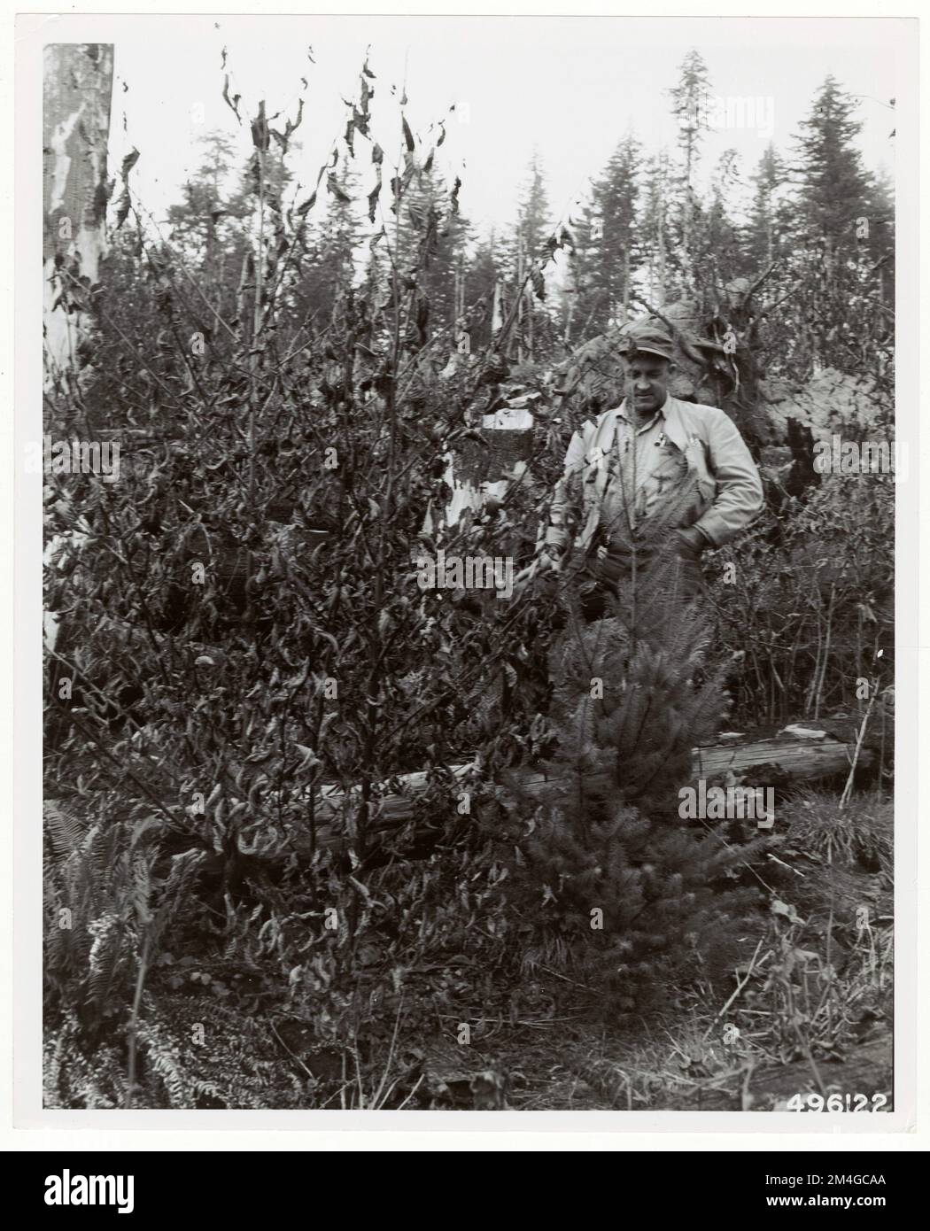 Tree cull Cut Out Stock Images & Pictures - Alamy