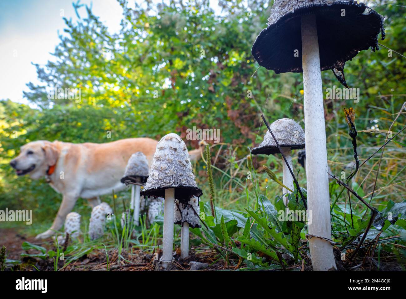 Wild coprin chevelu - shaggy mane mushroom growing in the forest in ...