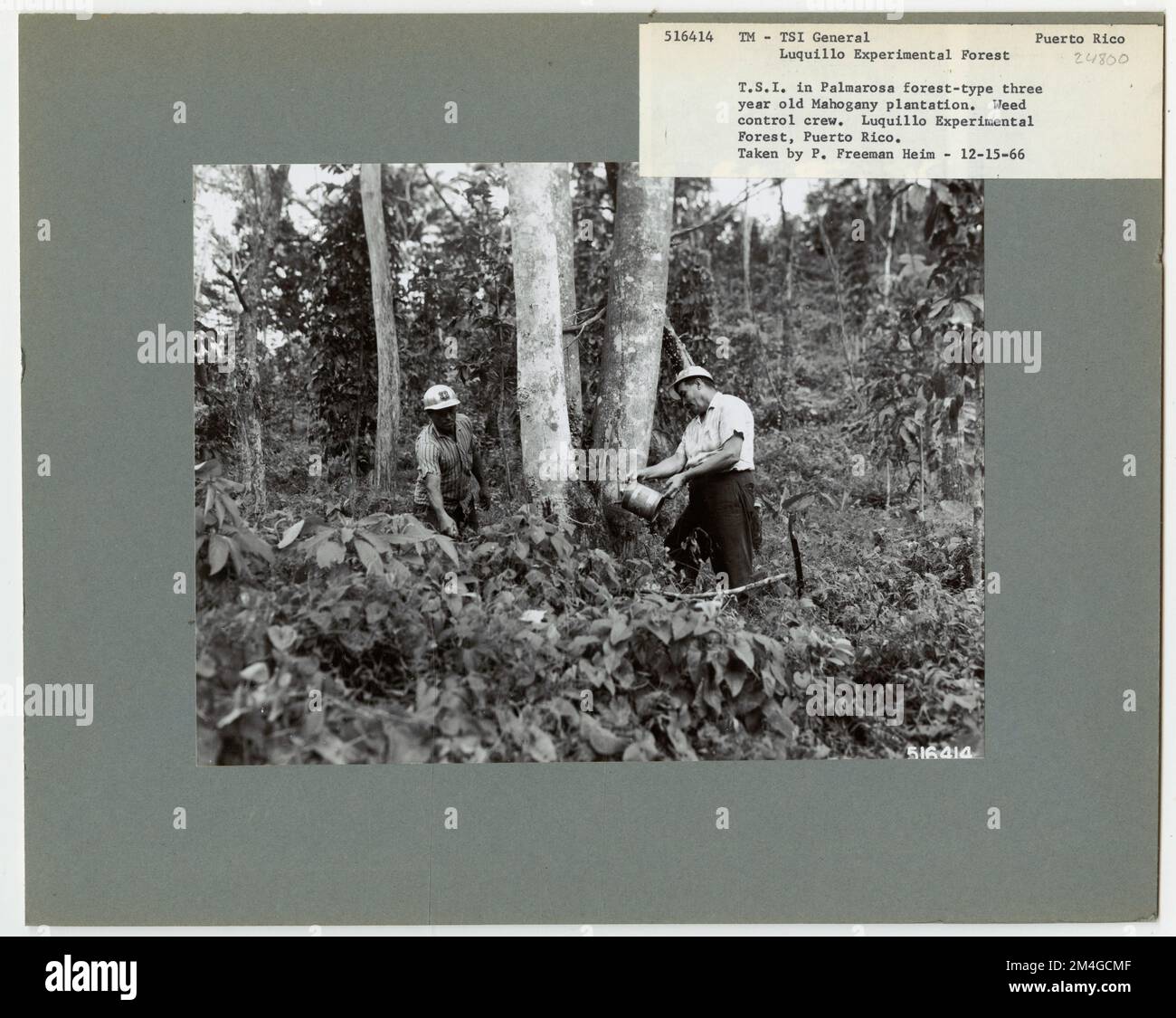 Timber Stand Improvements - Puerto Rico. Photographs Relating to ...