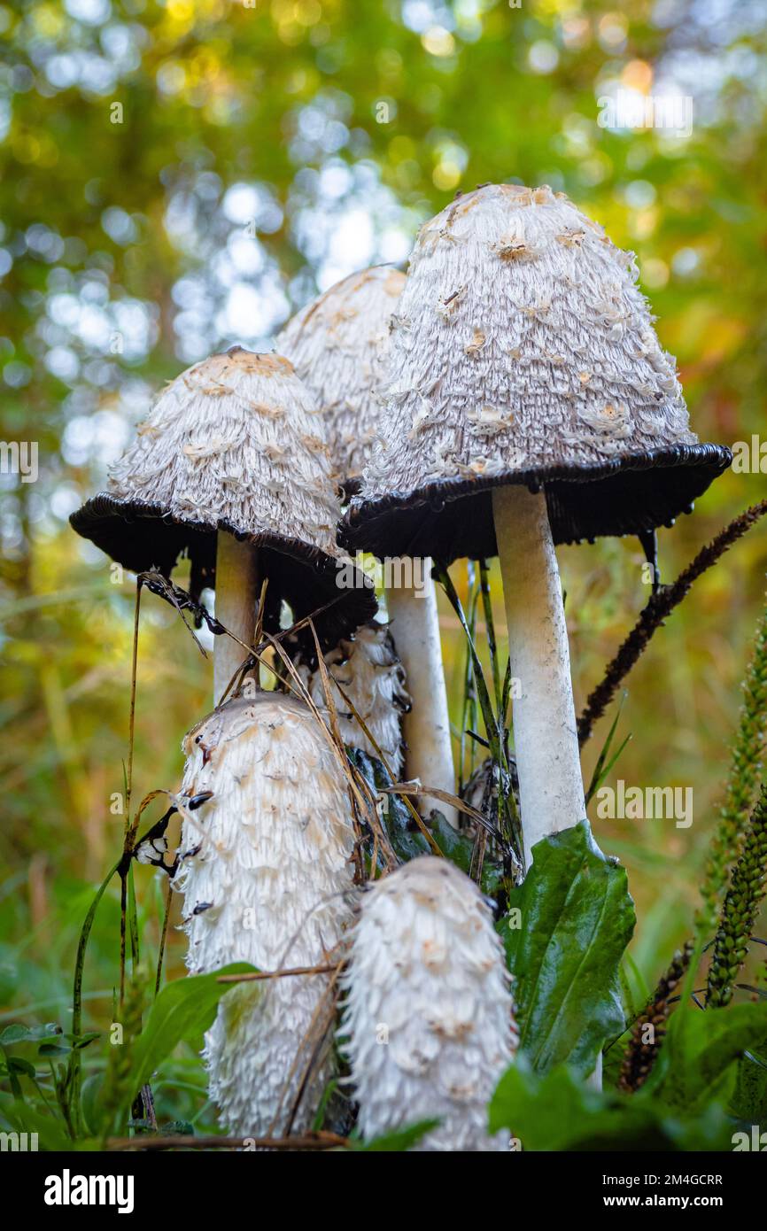 Wild coprin chevelu - shaggy mane mushroom growing in the forest in ...