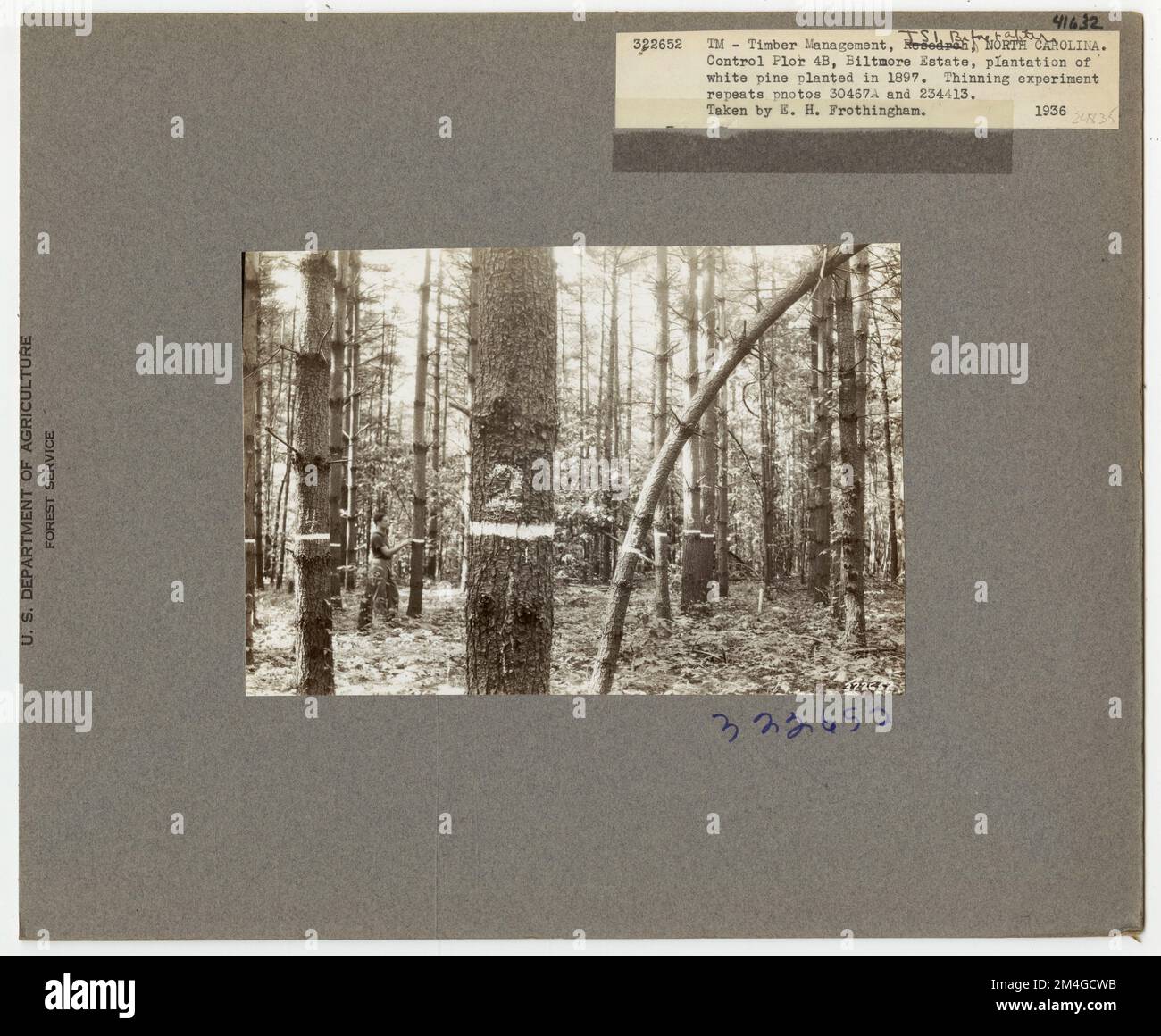 Timber Stand Improvements - North Carolina. Photographs Relating to ...