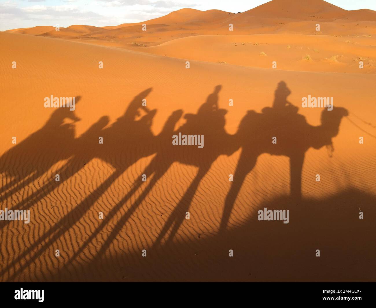 African camel hi-res stock photography and images - Alamy