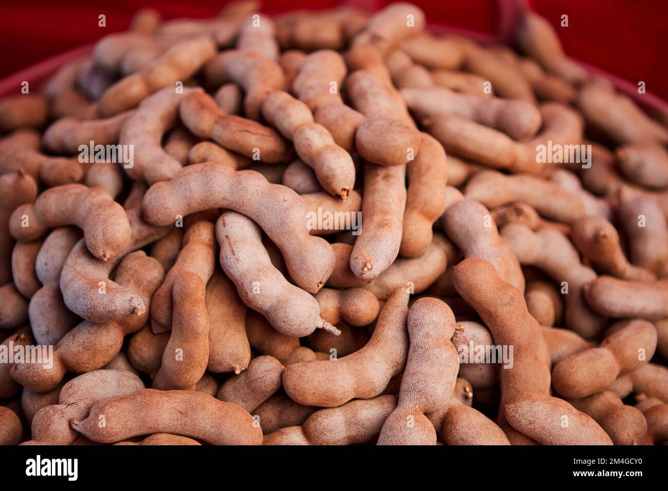 Tamarind Fruit