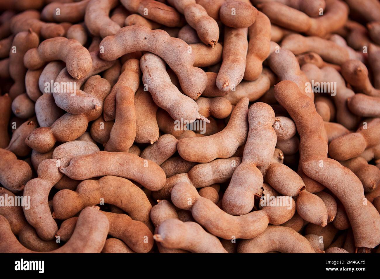 Ripe tamarind fruit hi-res stock photography and images - Alamy